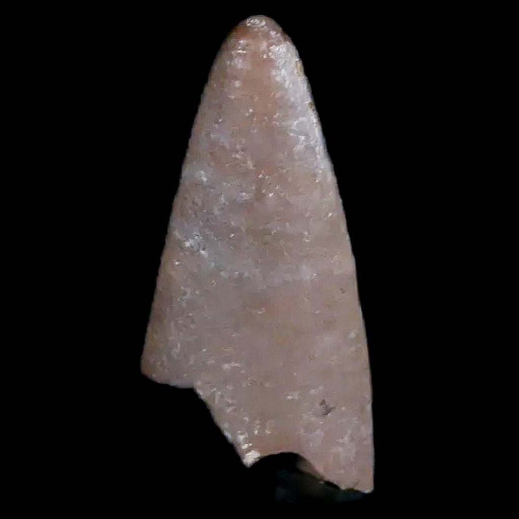 0.6" Postosuchus Rauisuchid Archosaur Fossil Tooth Chinle Formation AZ ...